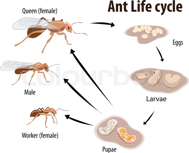 Ant Life cycle – Alex's Ants