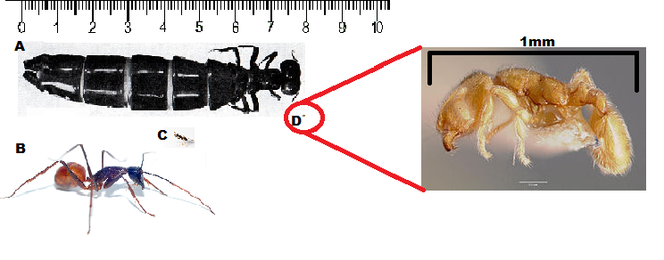 Ants and their size Part 1- The big ones – Alex's Ants