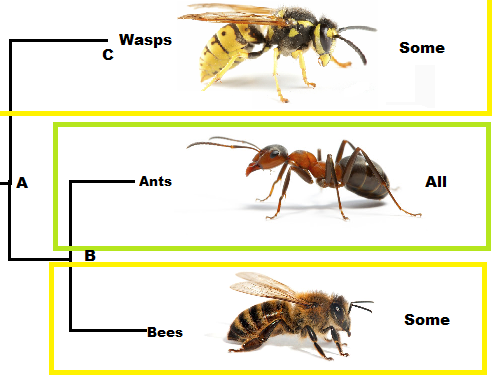 Ant Evolution – Alex's Ants