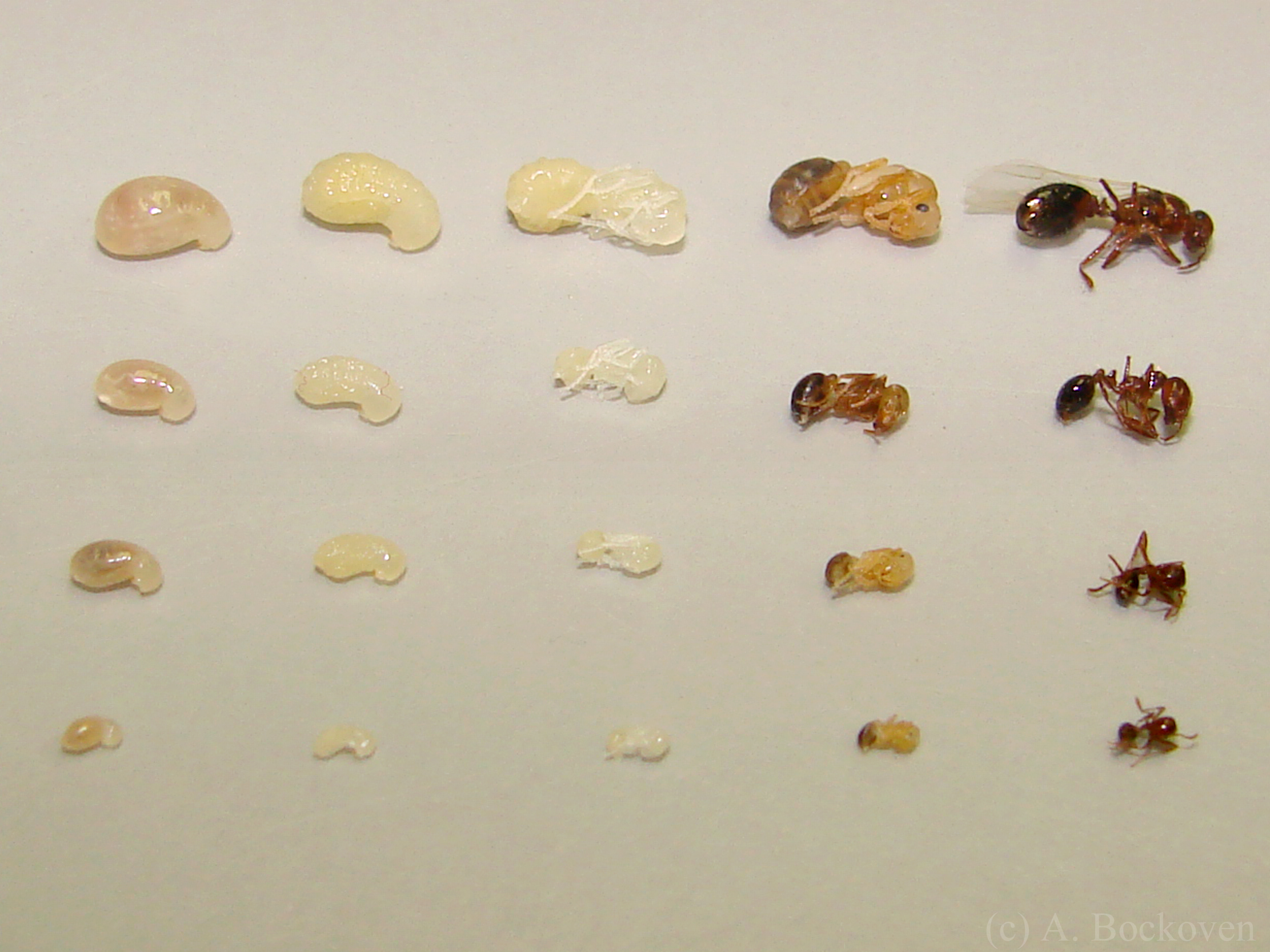 Ant Life cycle – Alex's Ants