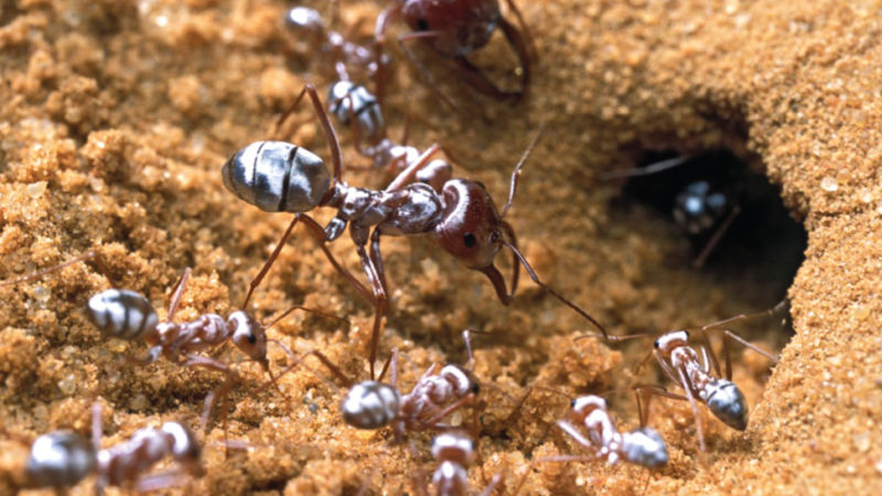 Weird and Wonderful adaptations part 1: Silver ants. – Alex's Ants