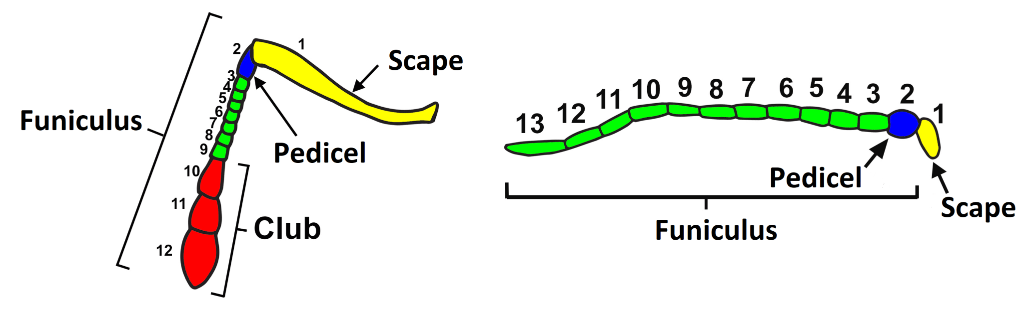 Ant Anatomy – Alex's Ants